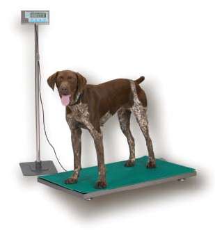 Key Benefits of Using a Weight Scale for Dogs | Central Carolina Scale ...
